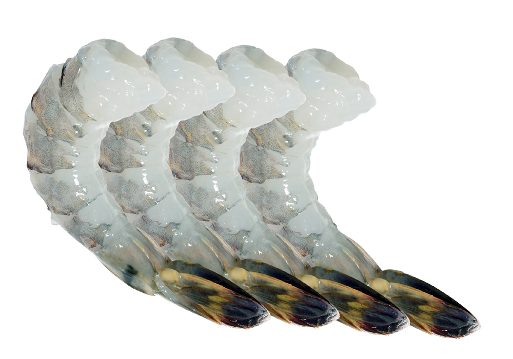 Sea Water Cat Tiger Shrimps – Shrimps Source International
