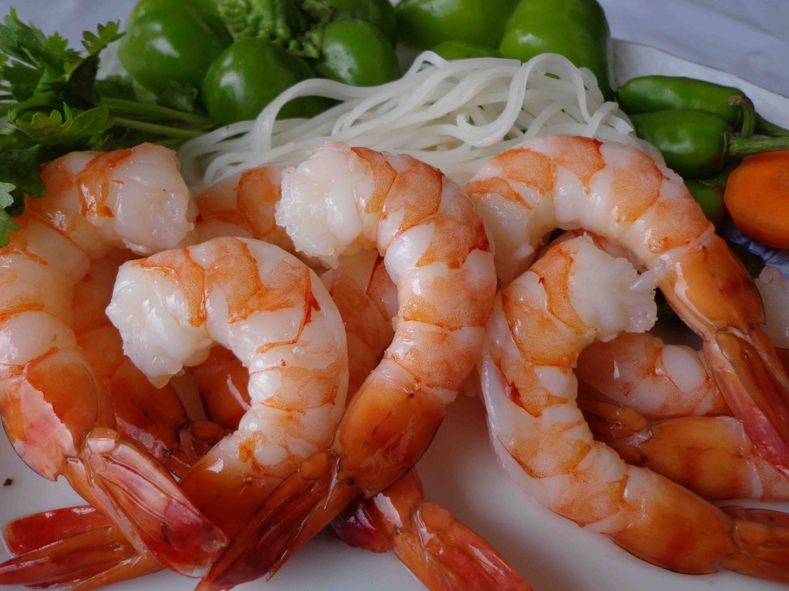 Sea Water Cat Tiger Shrimps – Shrimps Source International